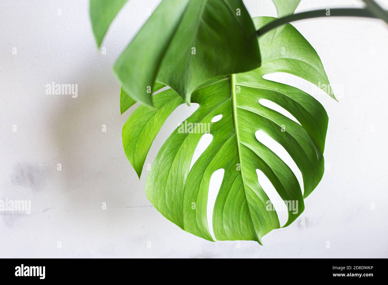 Carved leaves of a beautiful monstera flower on the background of a ...