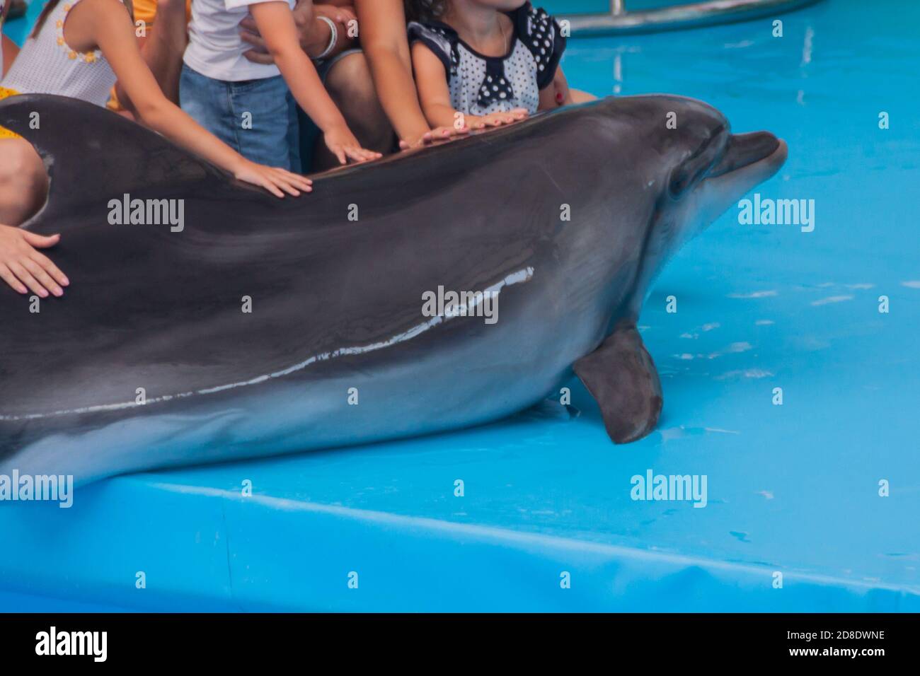 Trained dolphin in the aquarium, dolphinariums. show with dolphins. the ...