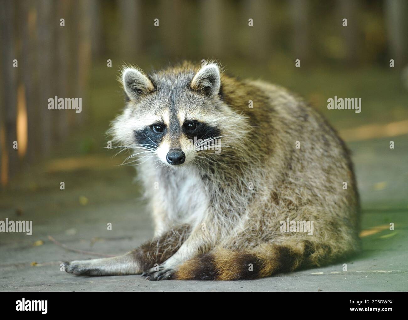 Northern raccoon hi-res stock photography and images - Alamy