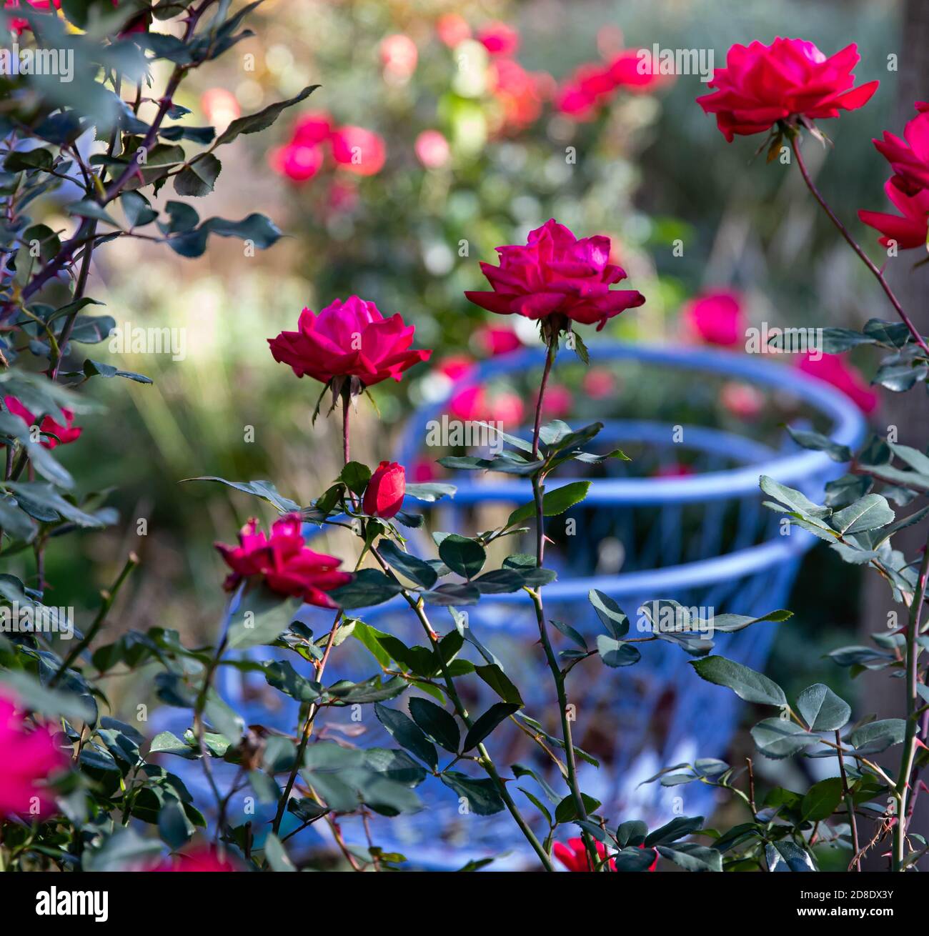 Roses and a bench hi-res stock photography and images - Alamy