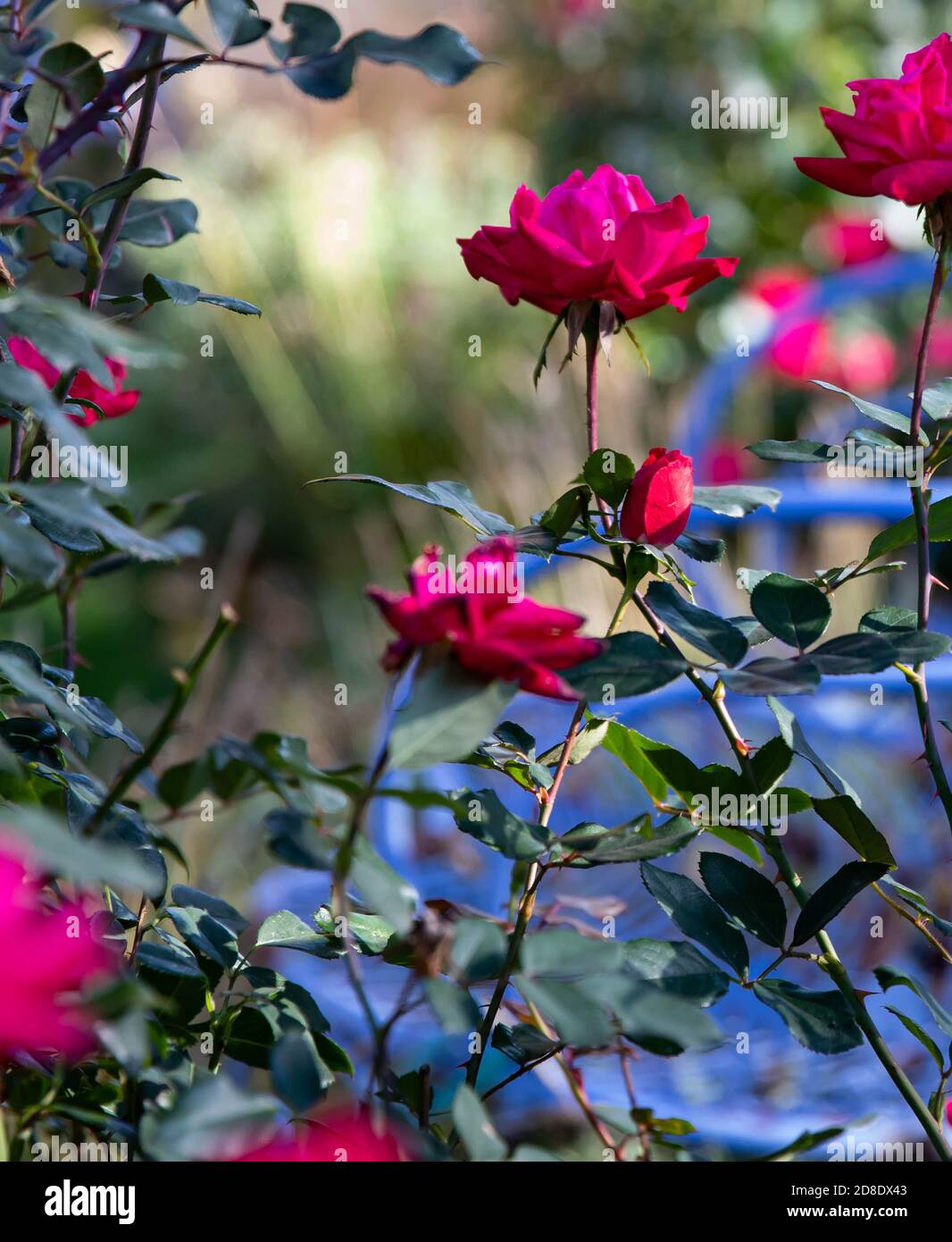 Abundant Cherry Red knockout roses surround a painted blue bench Stock ...