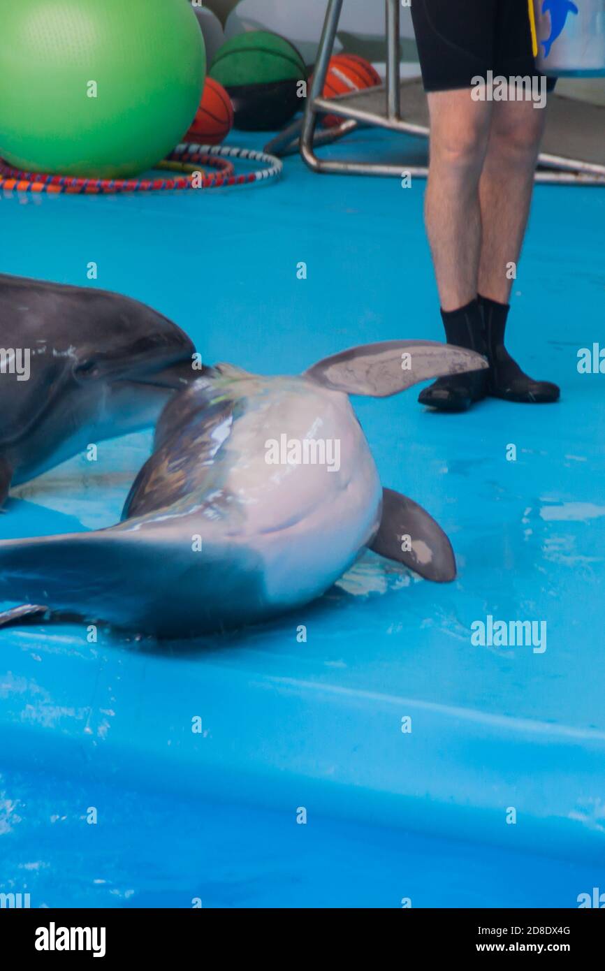 Cute sad trained dolphin performs in dolphinarium, aquarium. wild ...