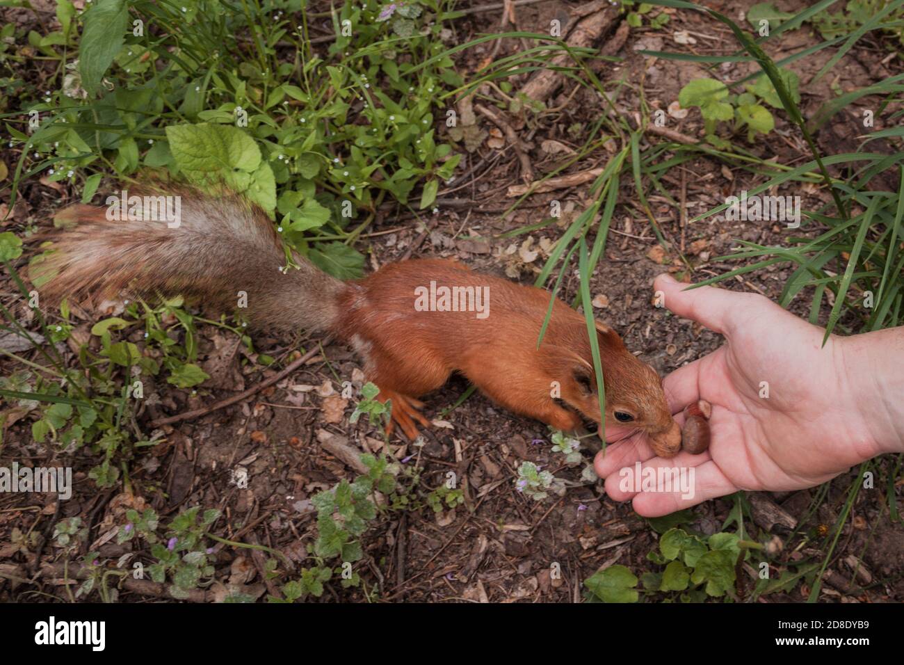 Biggest nut hi-res stock photography and images - Alamy