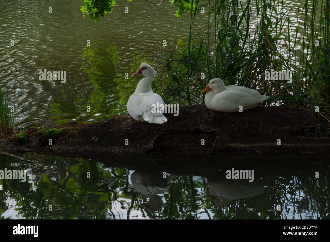 Two white ducks hi-res stock photography and images - Alamy