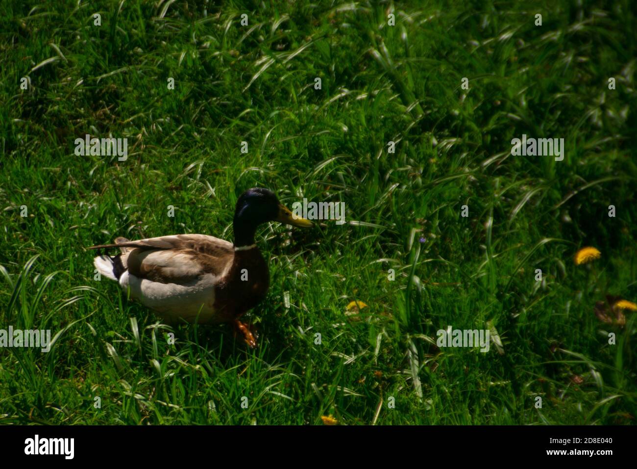 brown beige duck sitting on the green spring grass with dandelions ...
