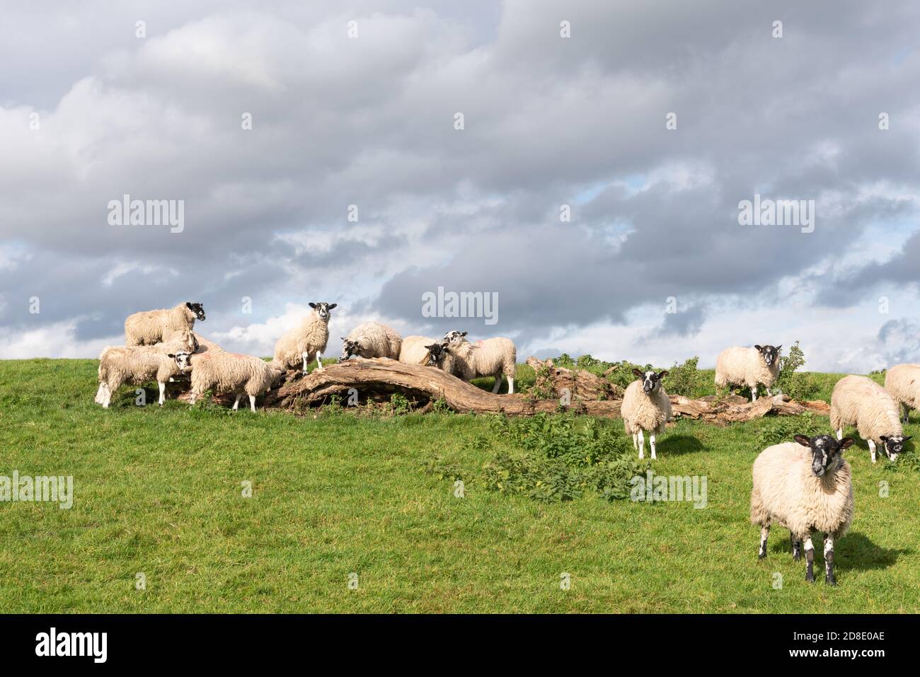 Flock of sheep around a log Stock Photo - Alamy