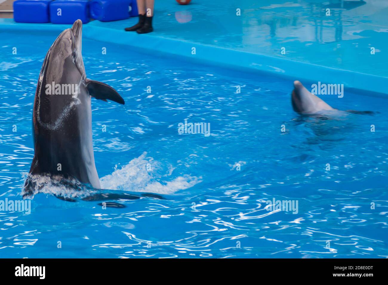 Trained dolphin in the aquarium, dolphinariums. show with dolphins. the ...
