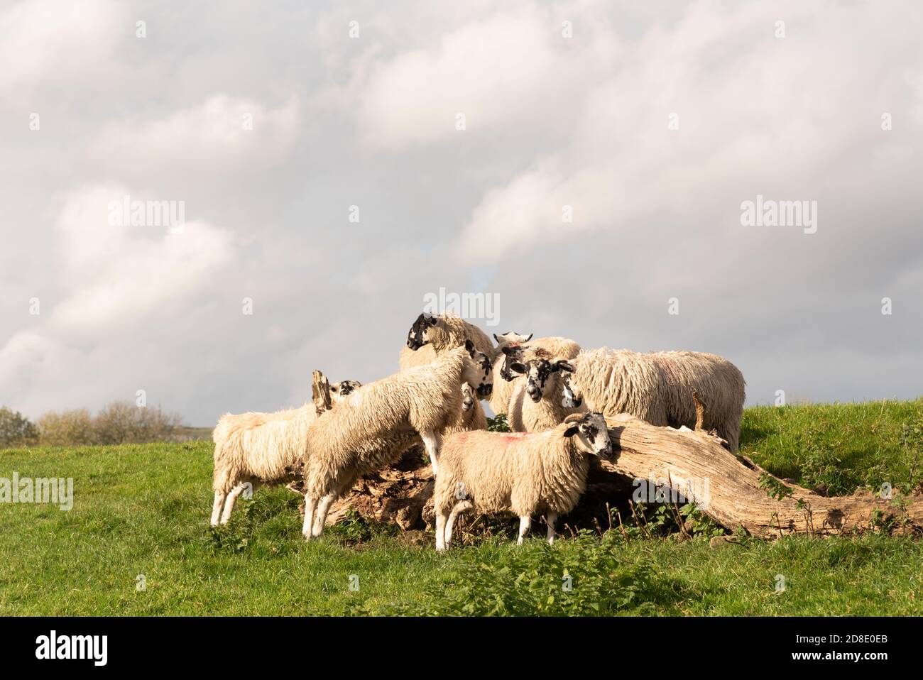 Flock of sheep around a log Stock Photo - Alamy