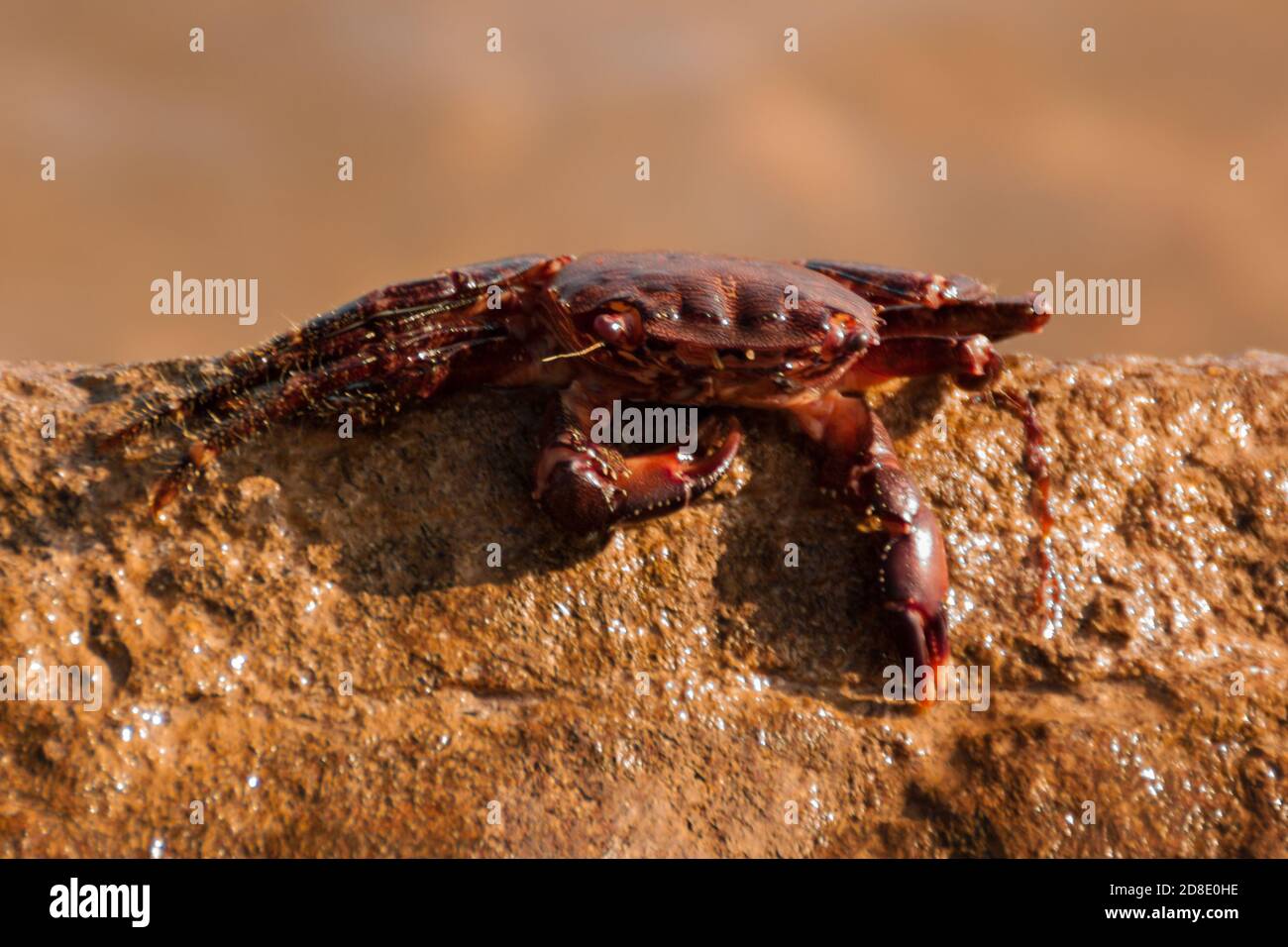 Carcinology hi-res stock photography and images - Alamy