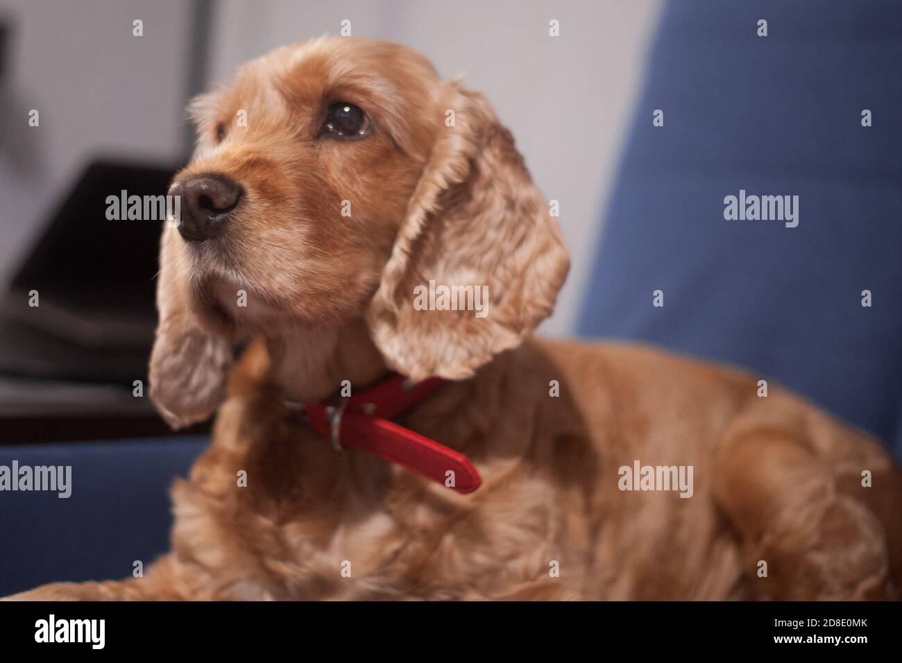 English show cocker spaniel hi-res stock photography and images - Alamy