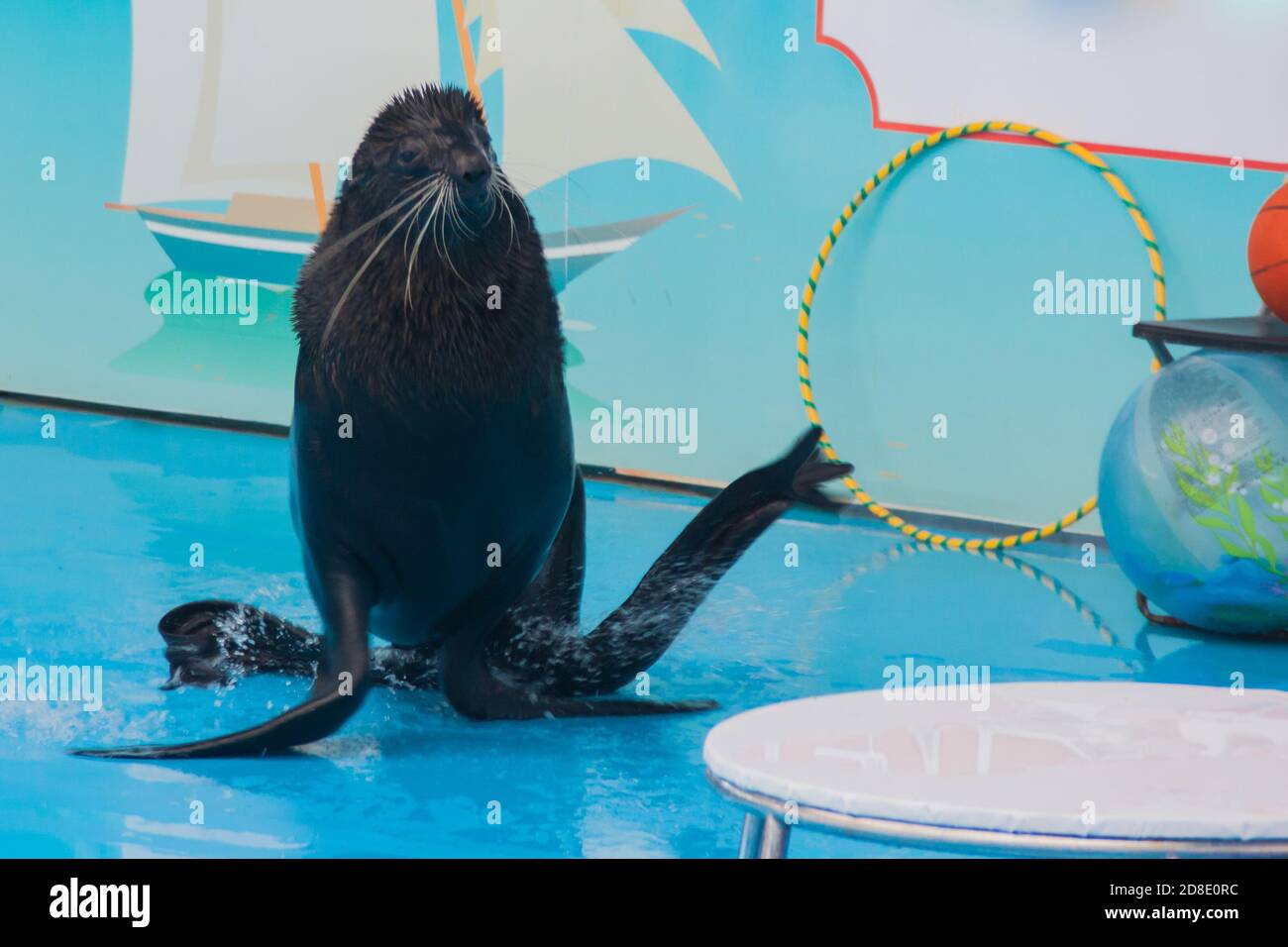 cute fluffy pinniped seal performs at a show in a dolphinarium, an ...