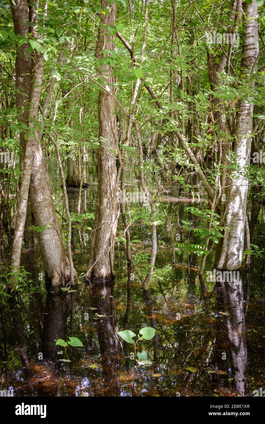 Lake Fausse Pointe State Park Stock Photo - Alamy