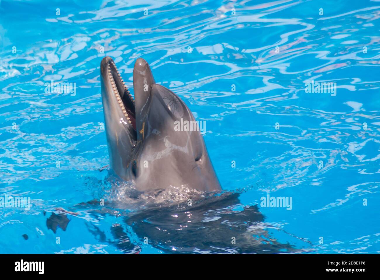 Trained dolphin in the aquarium, dolphinariums. show with dolphins. the ...