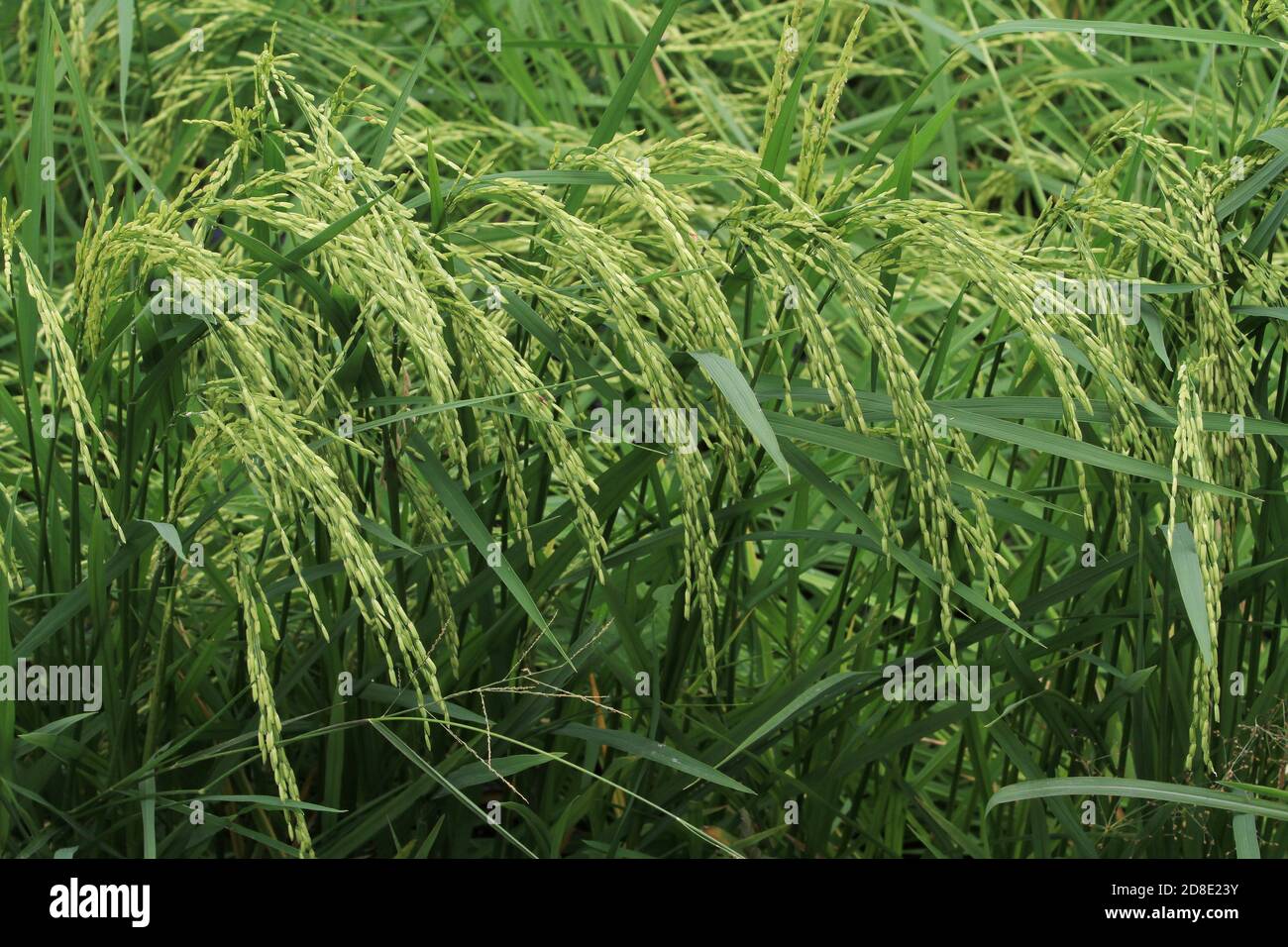 Growing rice on white background on blue sky background Stock Photo - Alamy