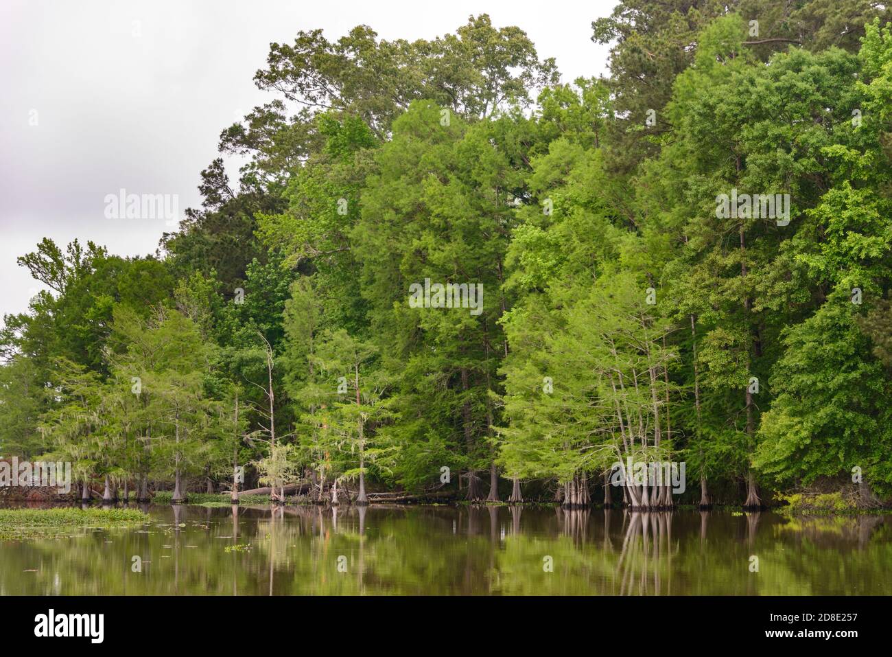 Martin Dies, Jr. State Park Stock Photo - Alamy