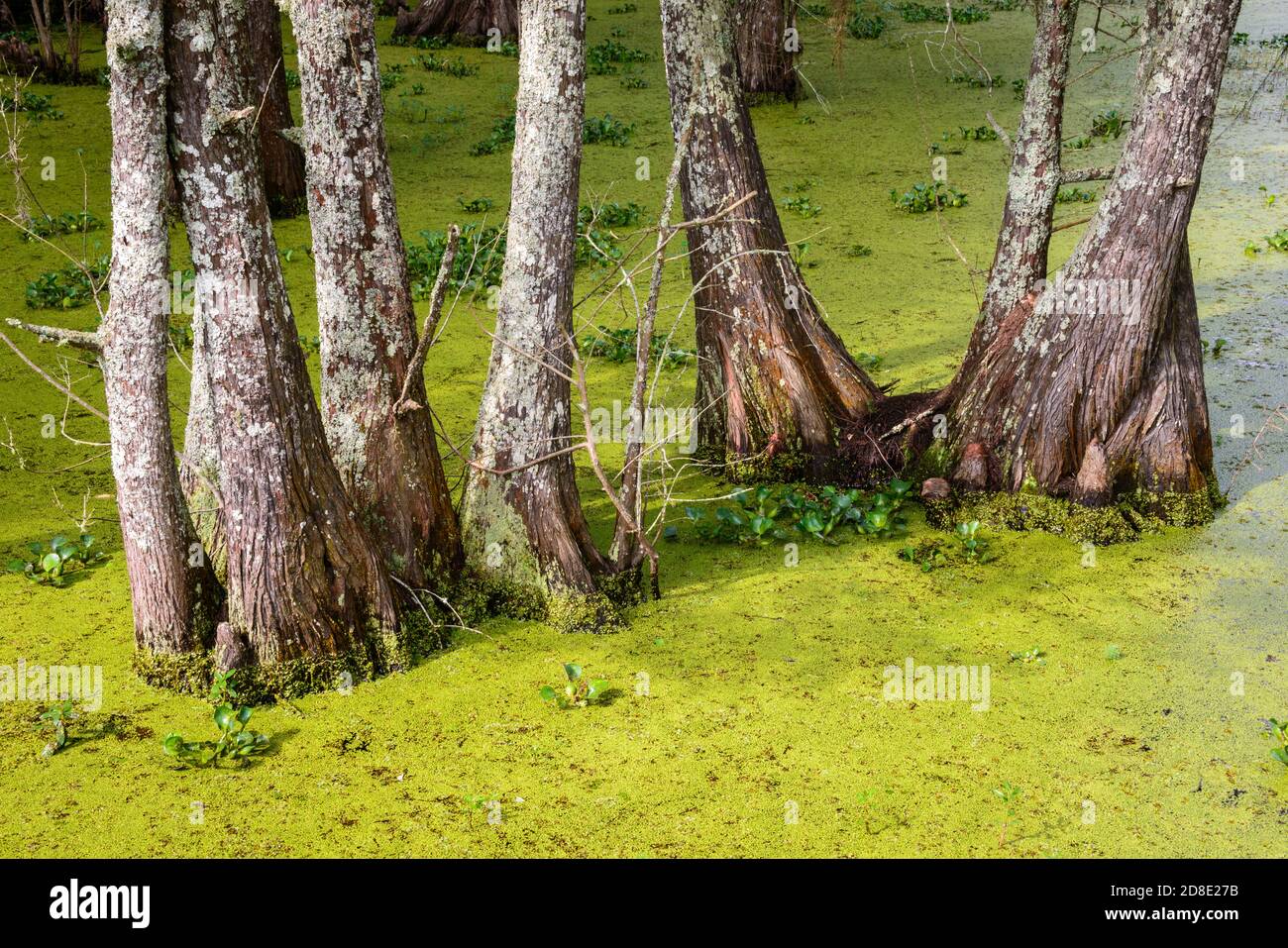 Martin Dies, Jr. State Park Stock Photo - Alamy