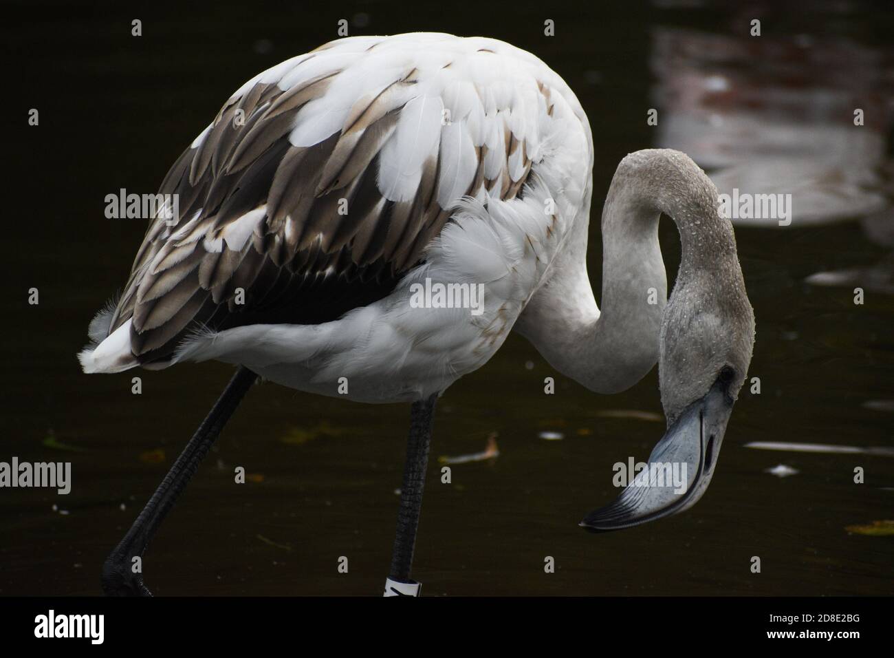 Gray flamingo hi-res stock photography and images - Alamy