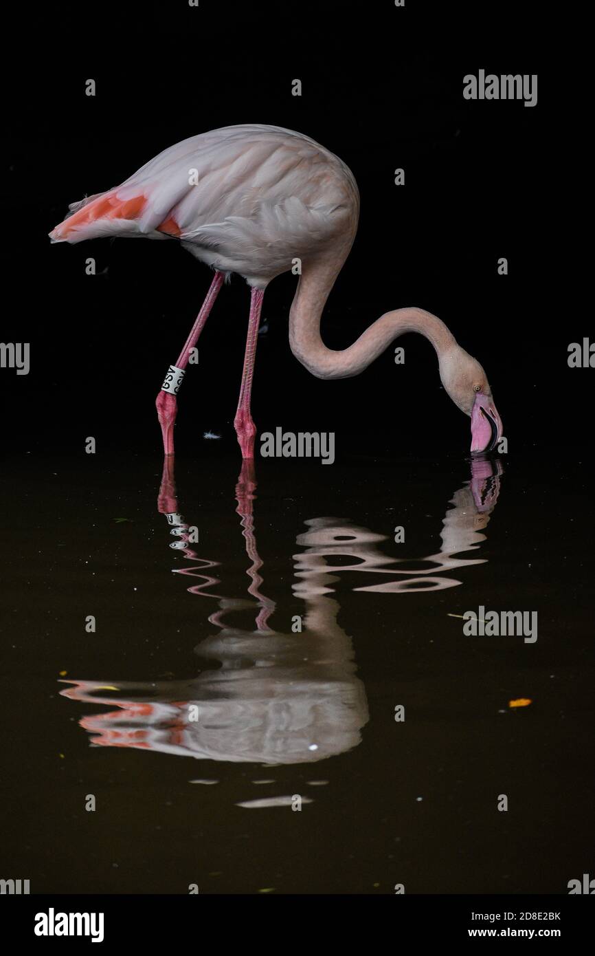 Flamingo beak eating hi-res stock photography and images - Alamy
