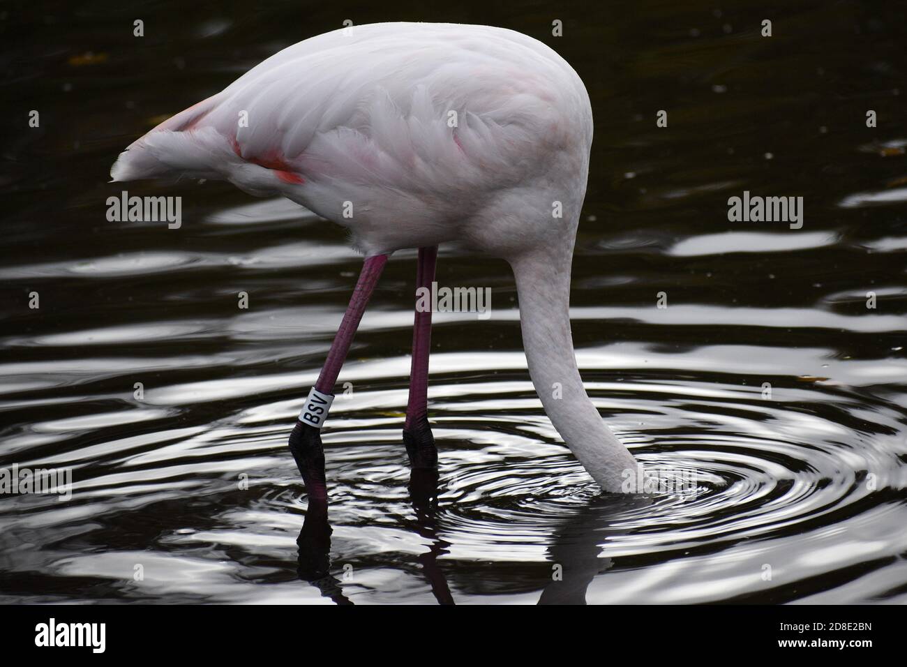 Flamingo beak eating hi-res stock photography and images - Alamy
