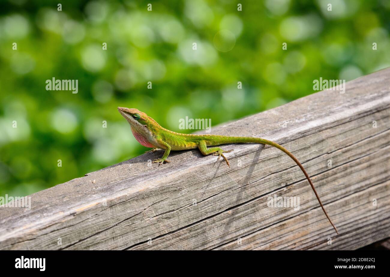 Martin Dies, Jr. State Park Stock Photo - Alamy
