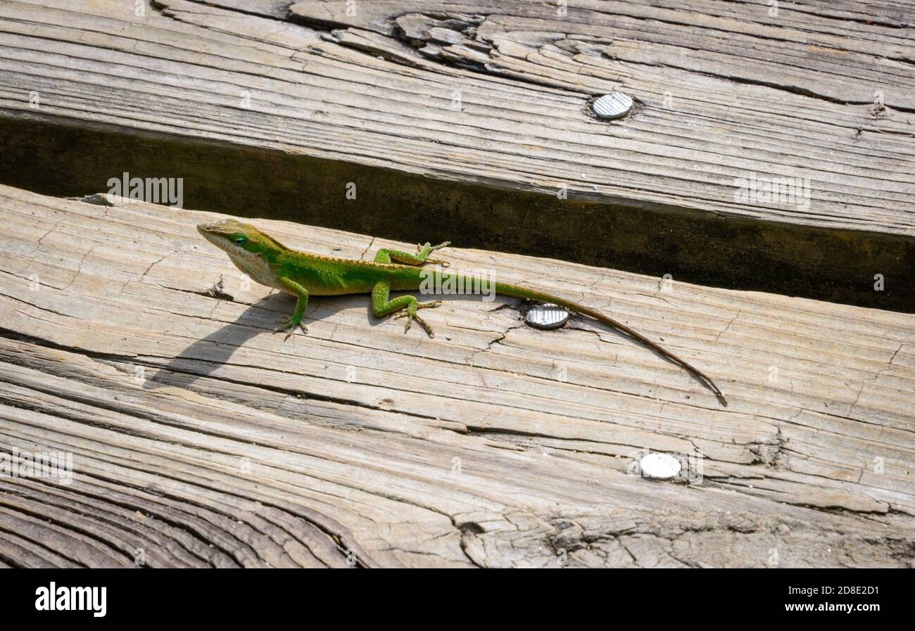 Martin Dies, Jr. State Park Stock Photo - Alamy