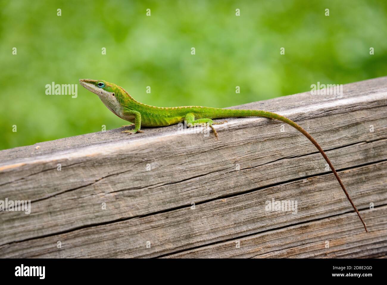 Martin Dies, Jr. State Park Stock Photo - Alamy