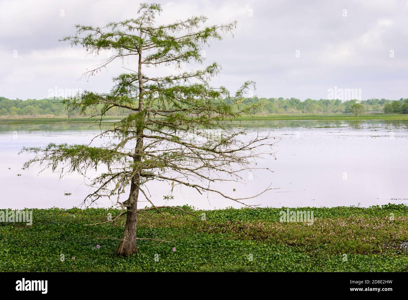 Martin Dies, Jr. State Park Stock Photo - Alamy