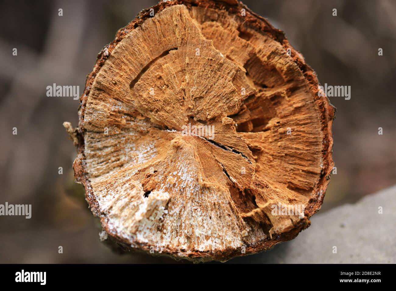 Close up dry trunk of red mangrove Stock Photo - Alamy