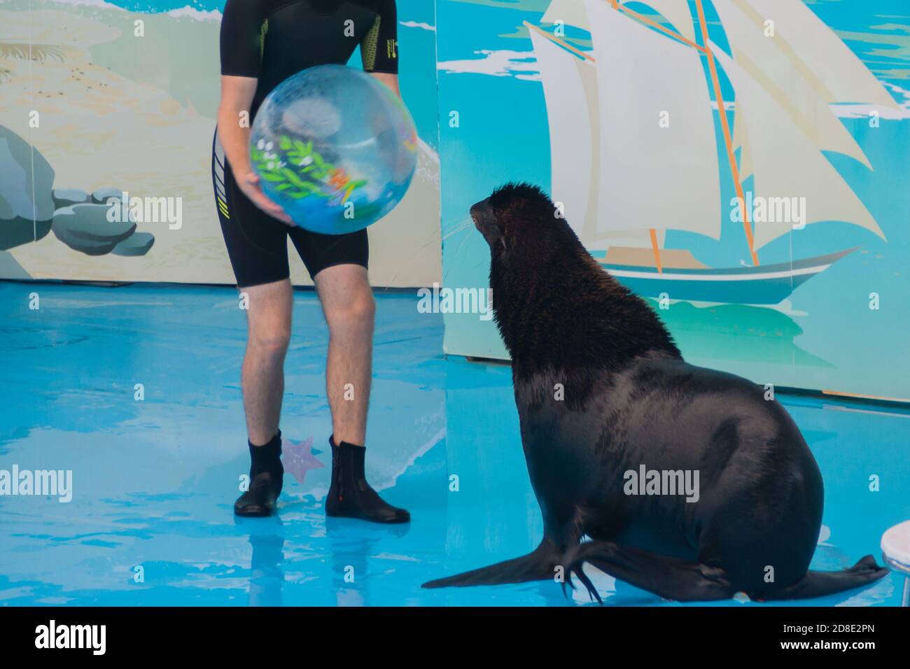 cute fluffy pinniped seal performs at a show in a dolphinarium, an ...
