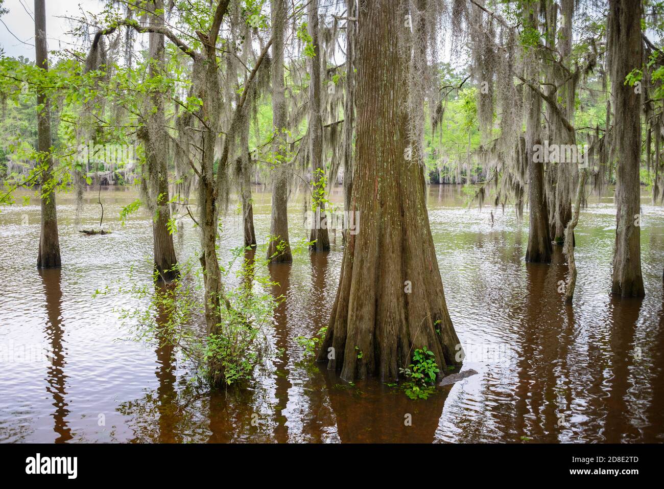 Caddo Lake State Park Stock Photo - Alamy