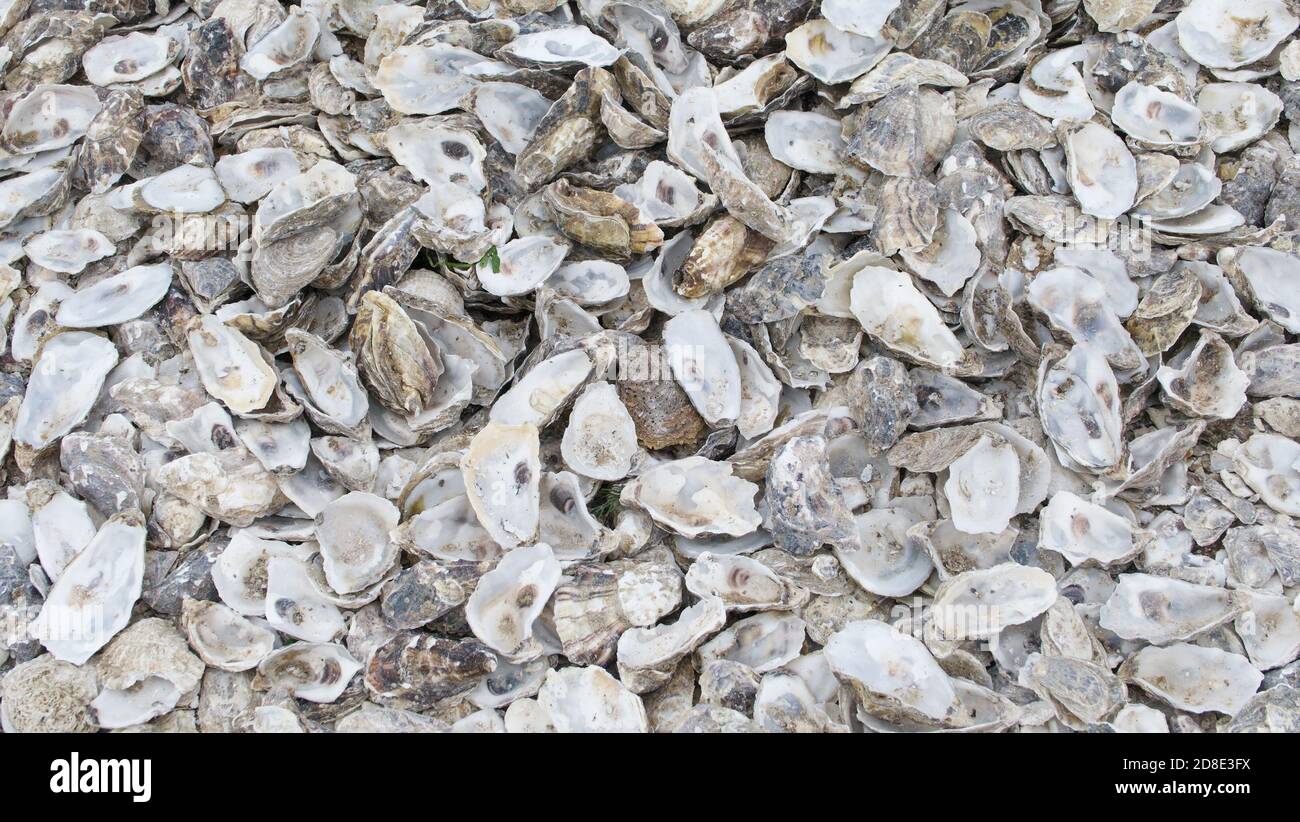 Old oyster shells hi-res stock photography and images - Alamy