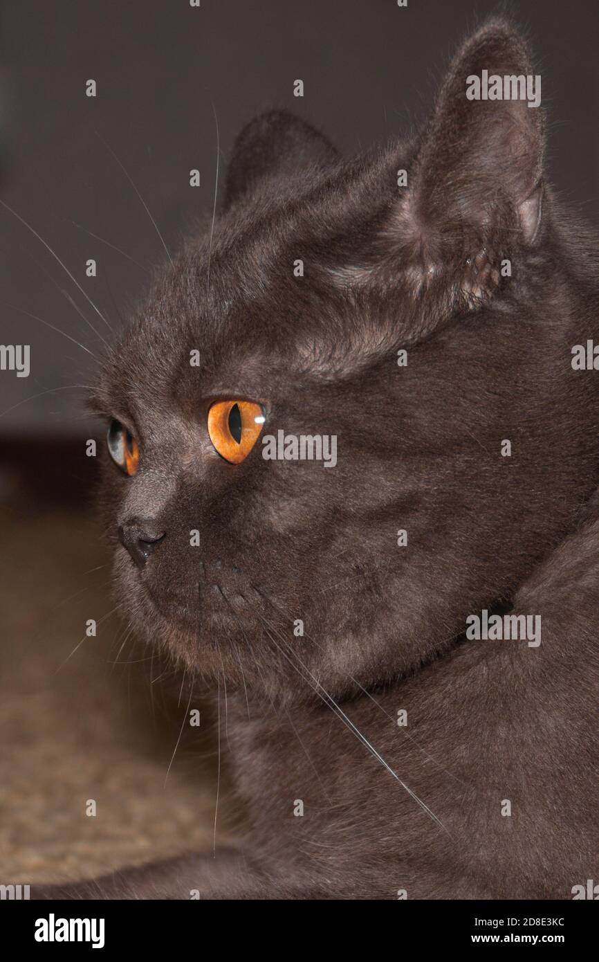 Solid gray fat british cat with a serious expression, profile portrait ...