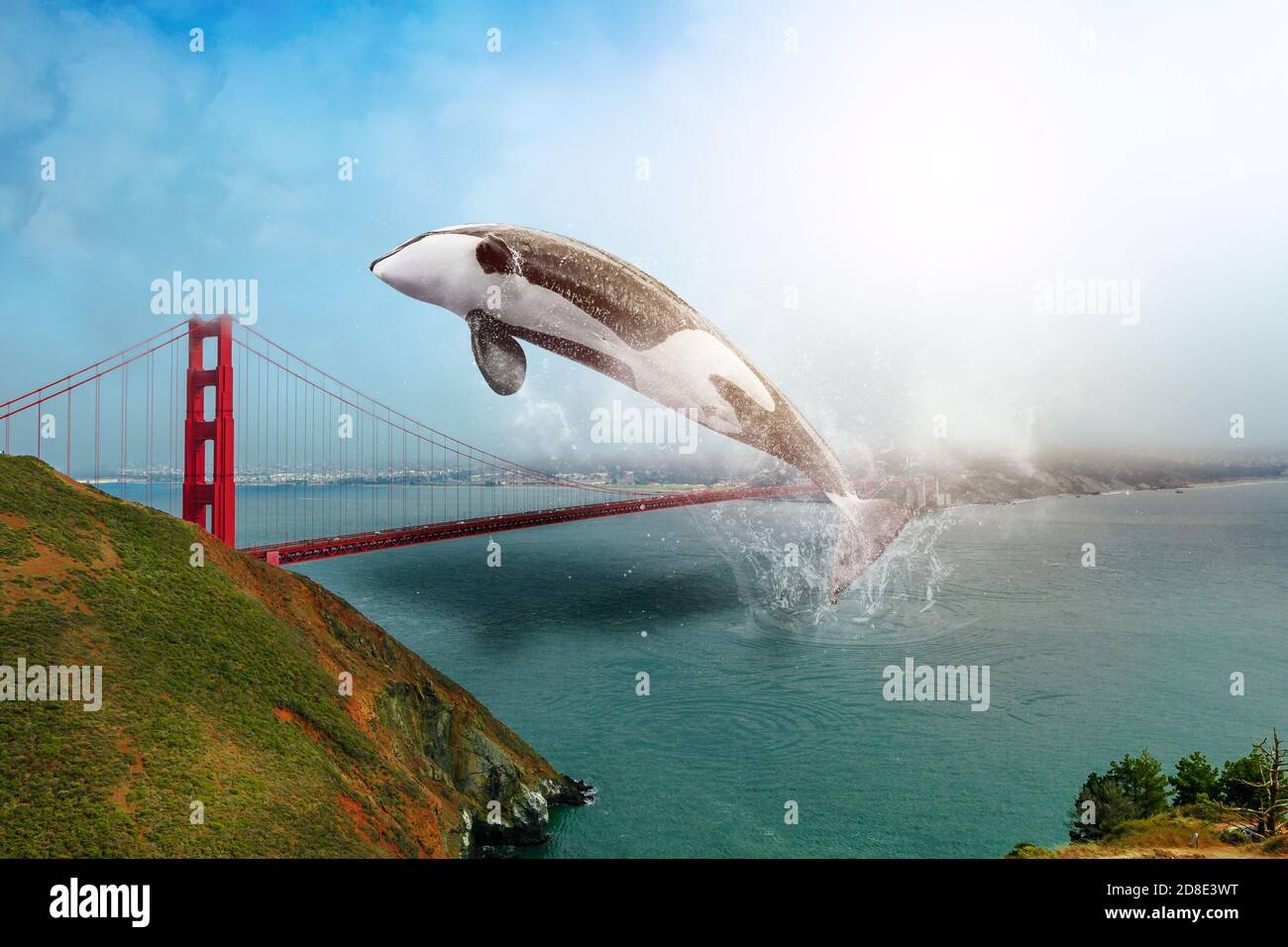 killer whale jumping on Golden Gate Bridge, California, United States ...
