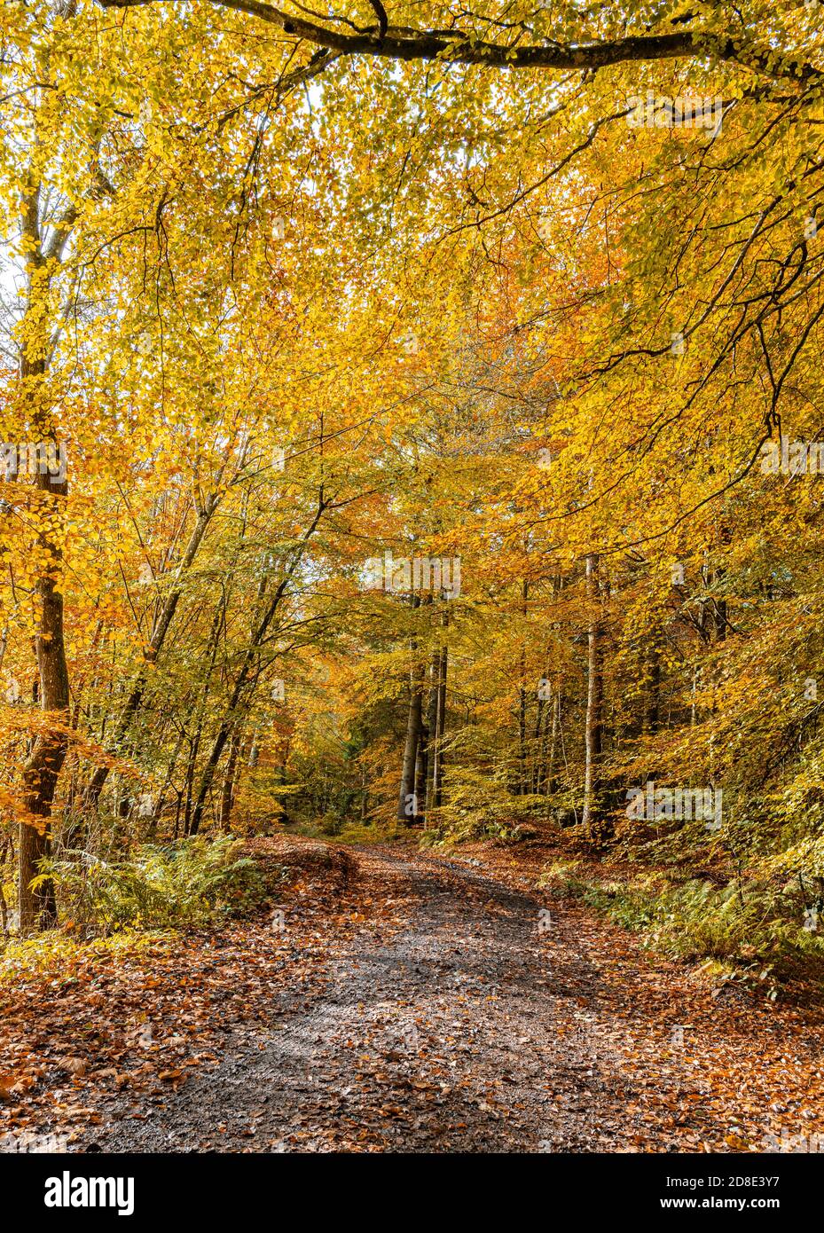Woodland Muddy Footpath in Autumn Stock Photo - Alamy