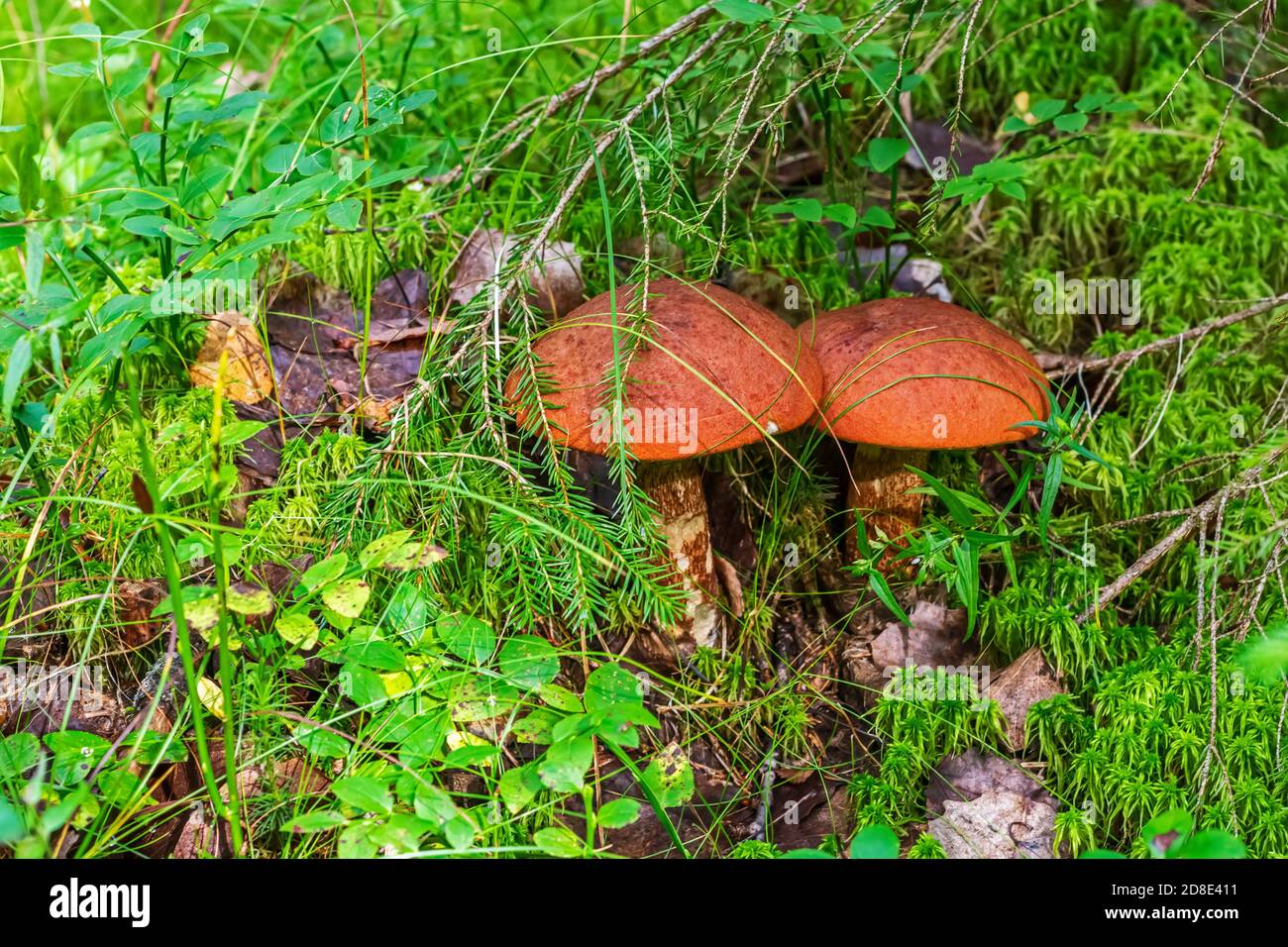 Two flywheel mushrooms with bright orange caps grow in moss on a forest ...