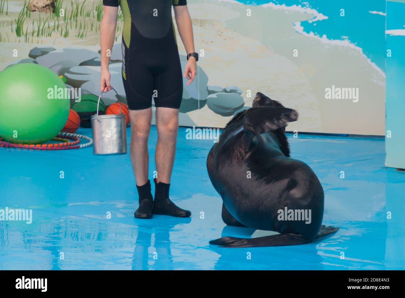 cute fluffy pinniped seal performs at a show in a dolphinarium, an ...