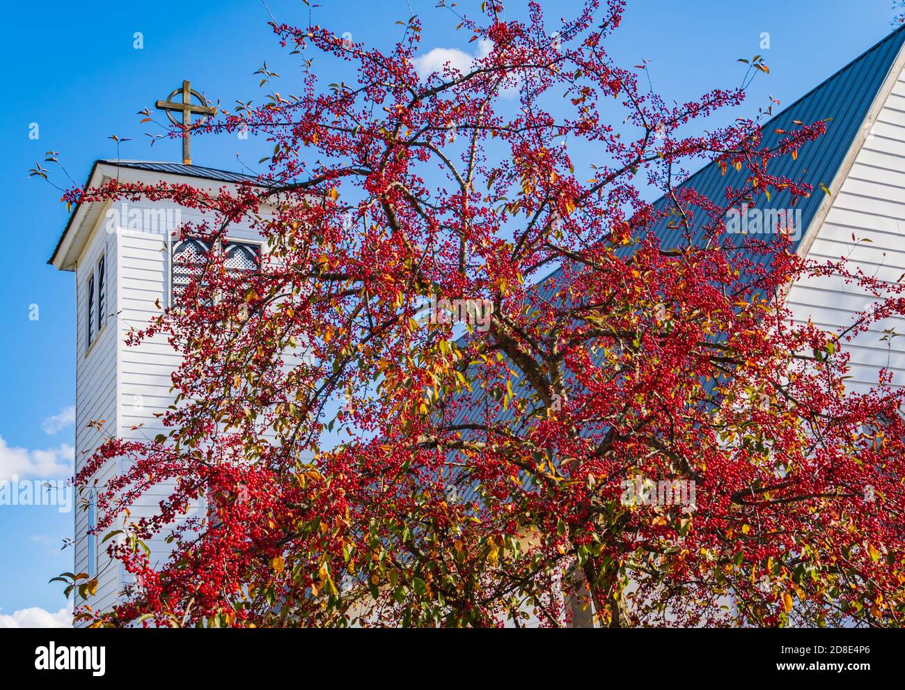 Apple red in white hi-res stock photography and images - Alamy