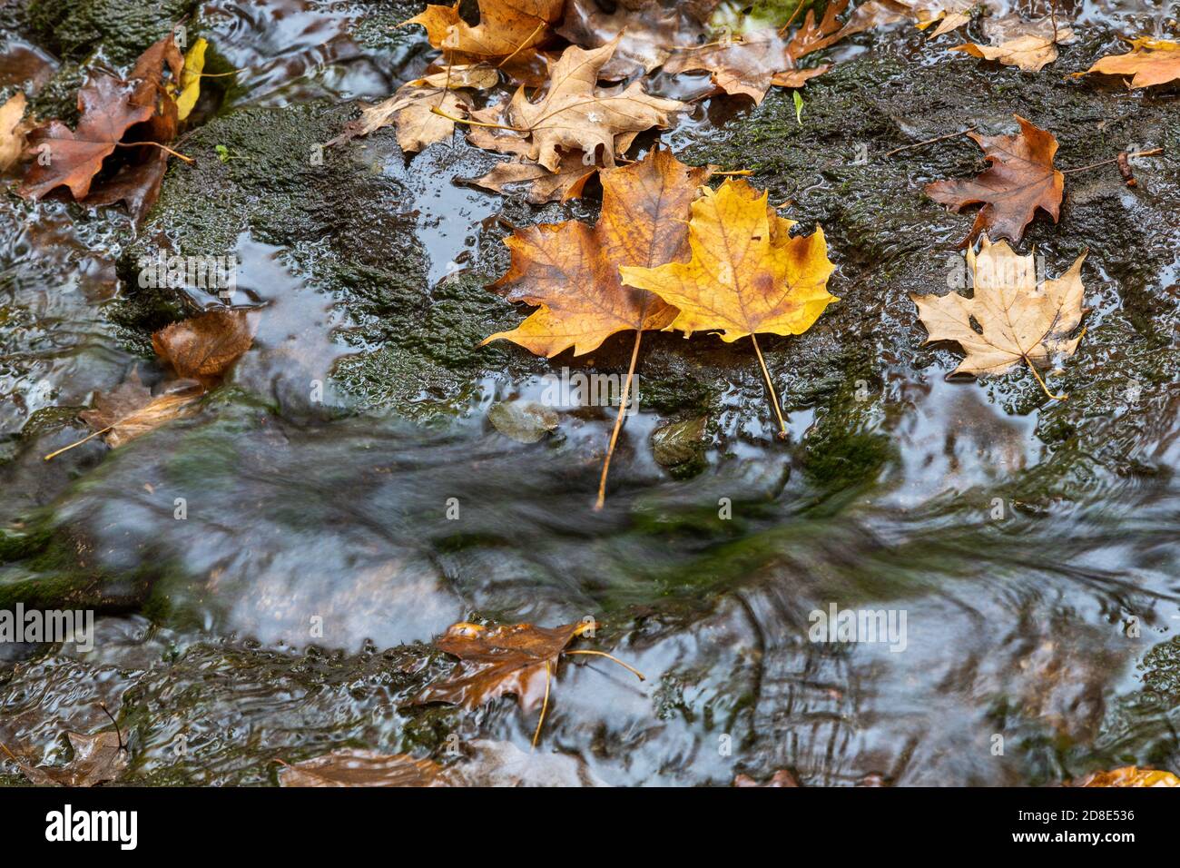 Blackhawk Spring and falling autumn leaves at Crapo Park in Burlington ...