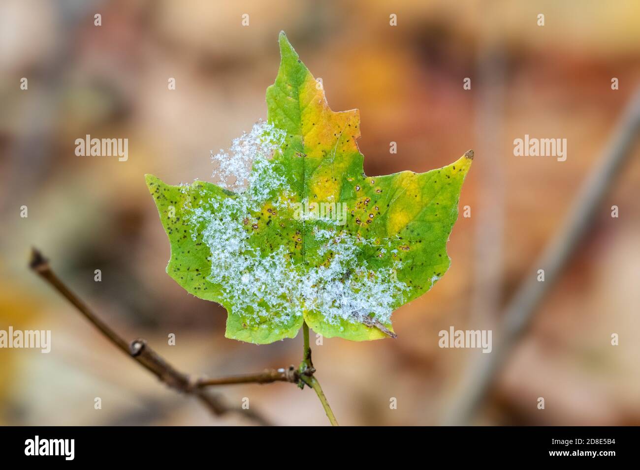 Autumn trees at Crapo Park in Burlington, Iowa Stock Photo - Alamy