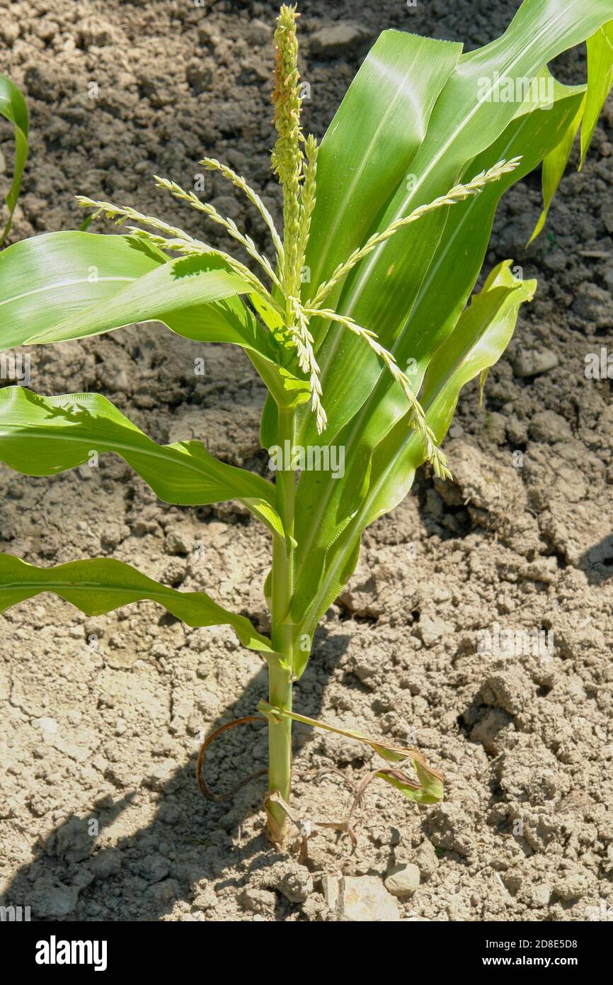 garden plants sprouting Stock Photo - Alamy