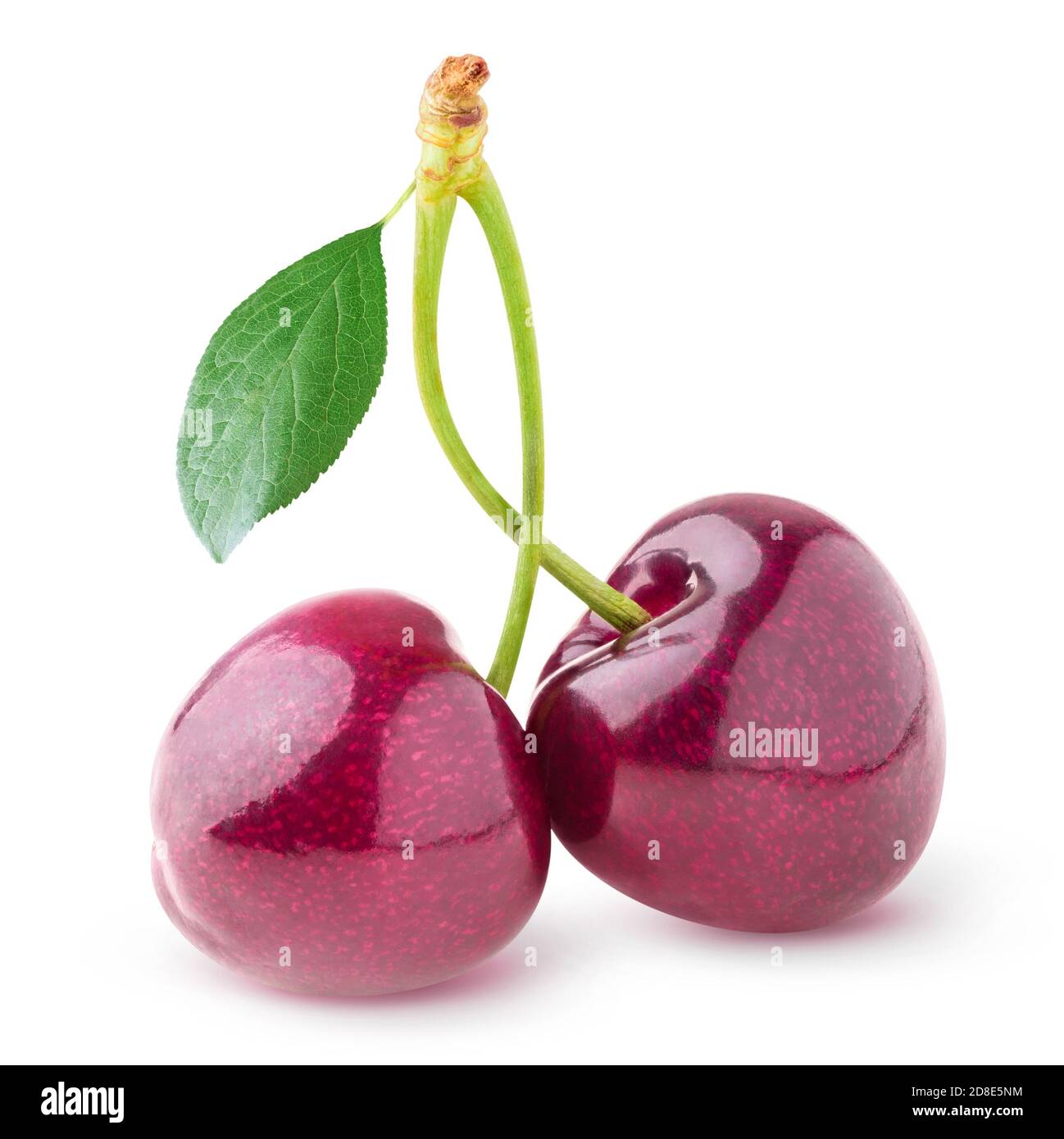 Isolated cherries. Two sweet cherry fruits on a stem with leaf isolated ...