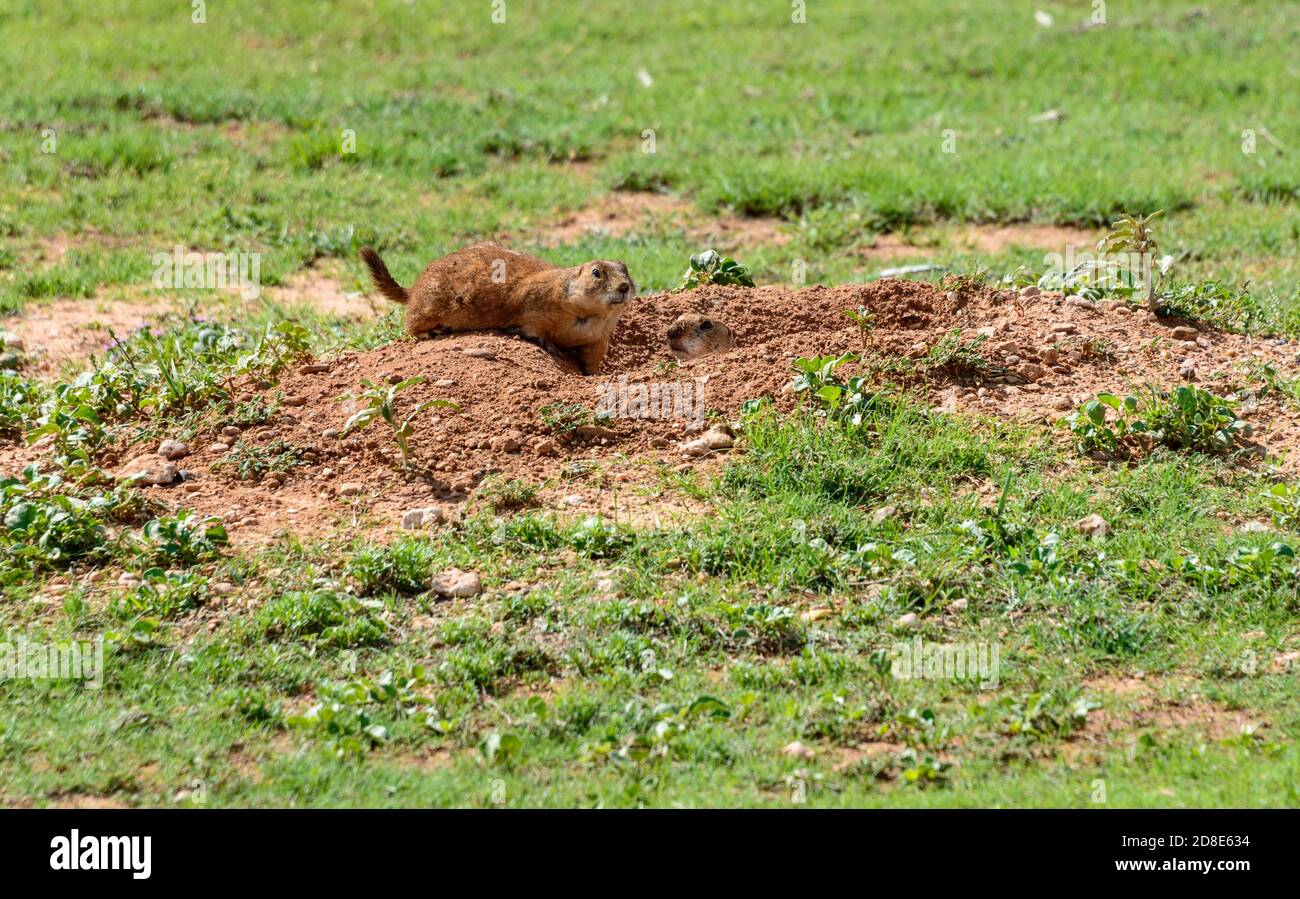 Caprock Escarpment High Resolution Stock Photography and Images - Alamy