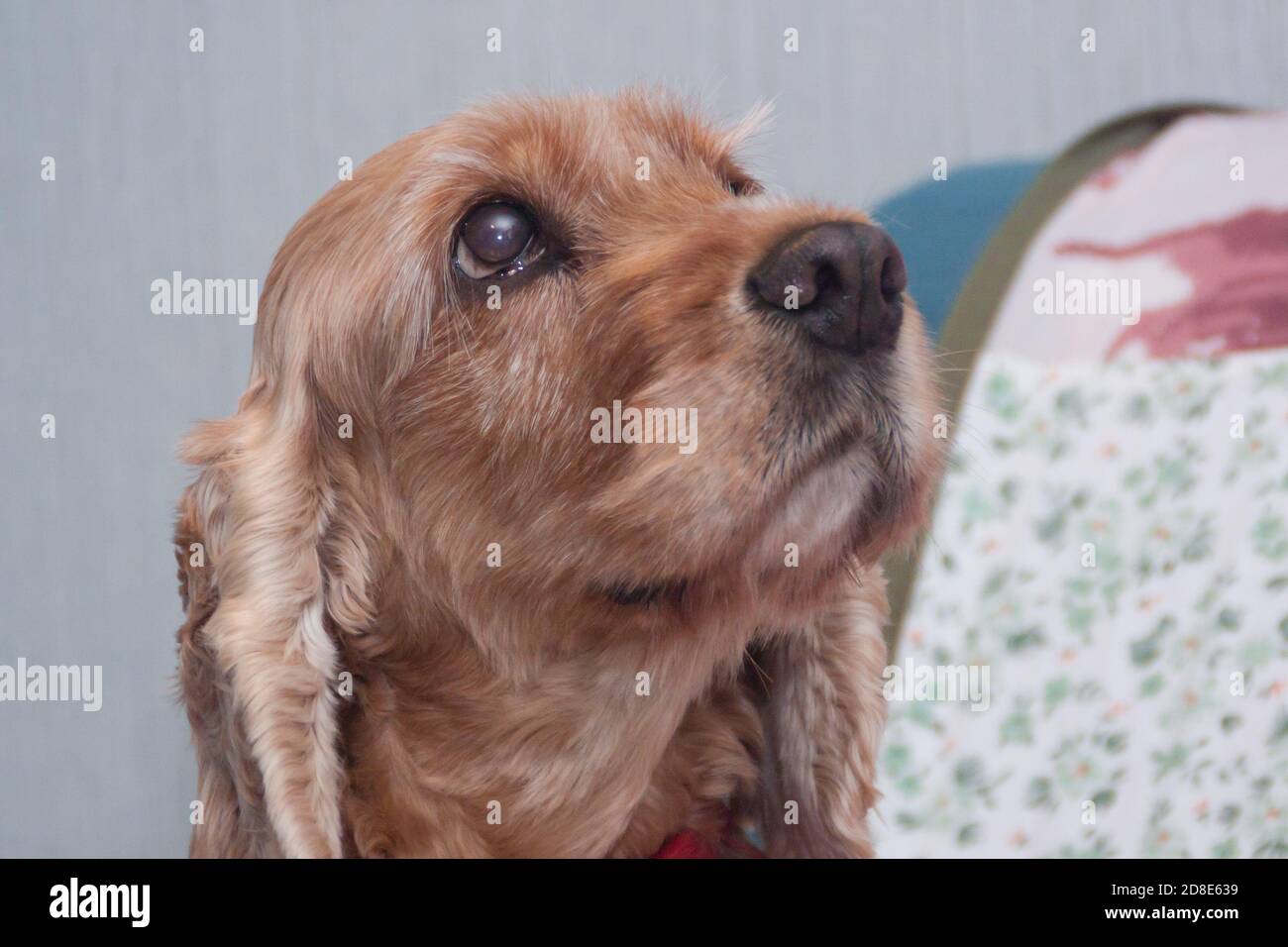 English show cocker spaniel hi-res stock photography and images - Alamy