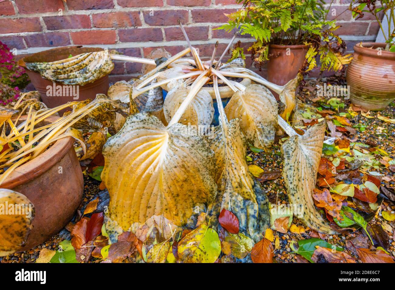 Large yellow leaves of deciduous Hosta (plantain lily) 'Sum and ...
