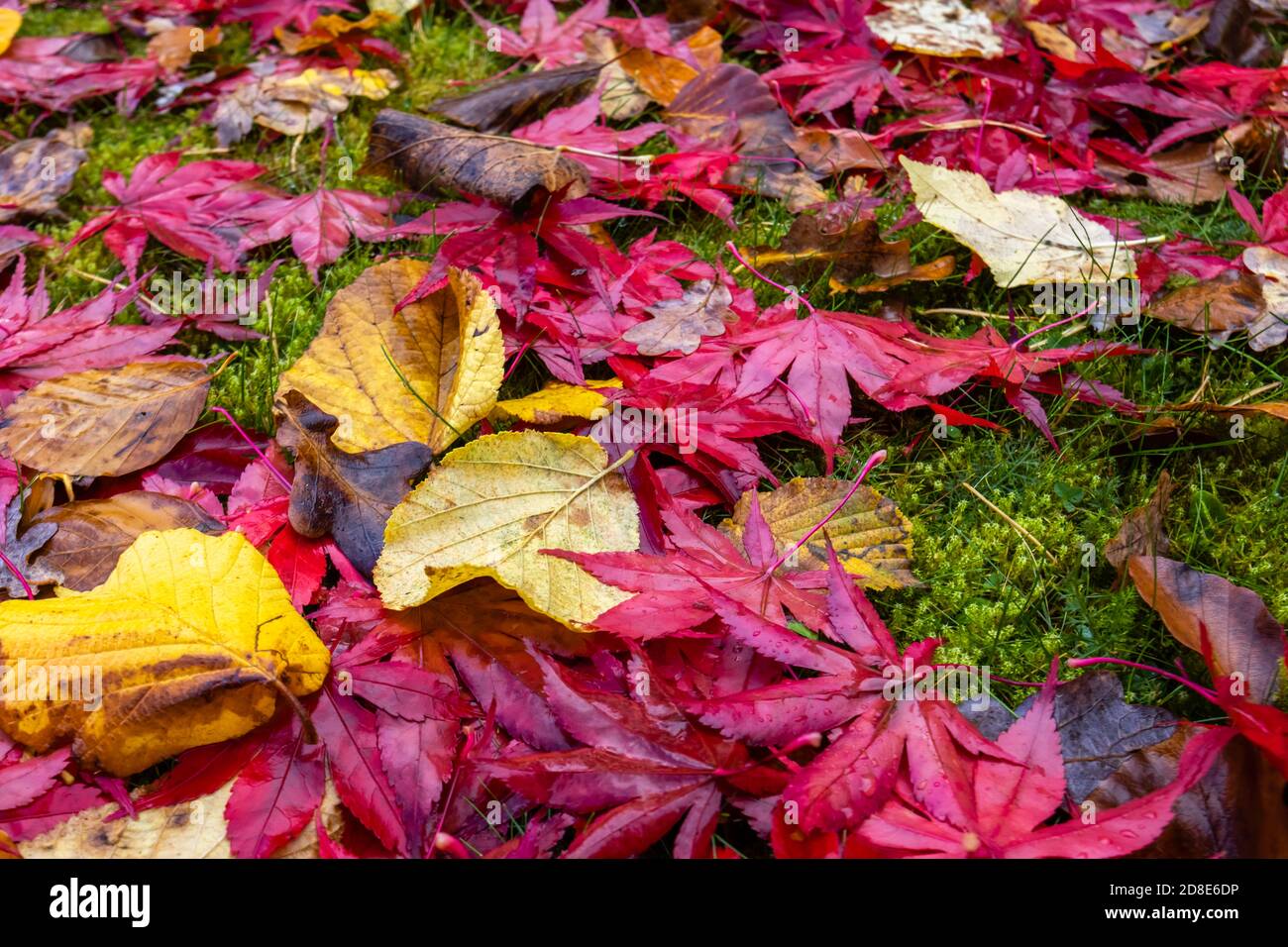Mixed wet fallen leaves, red Acer palmatum Japanese maple and yellow beech, in rich autumn ...
