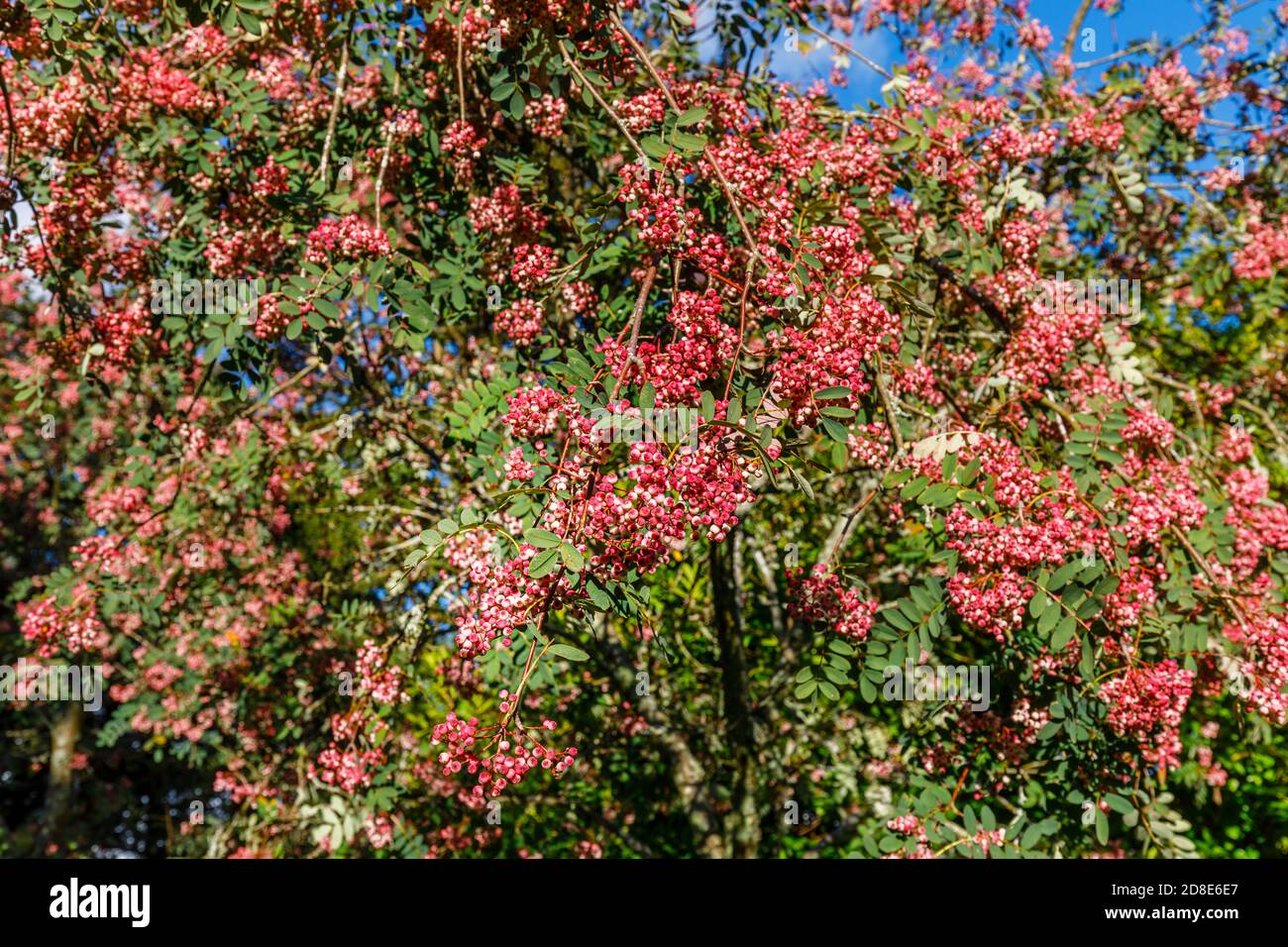 Pink berried rowan (mountain ash) tree, Sorbus vilmorinii, with ...