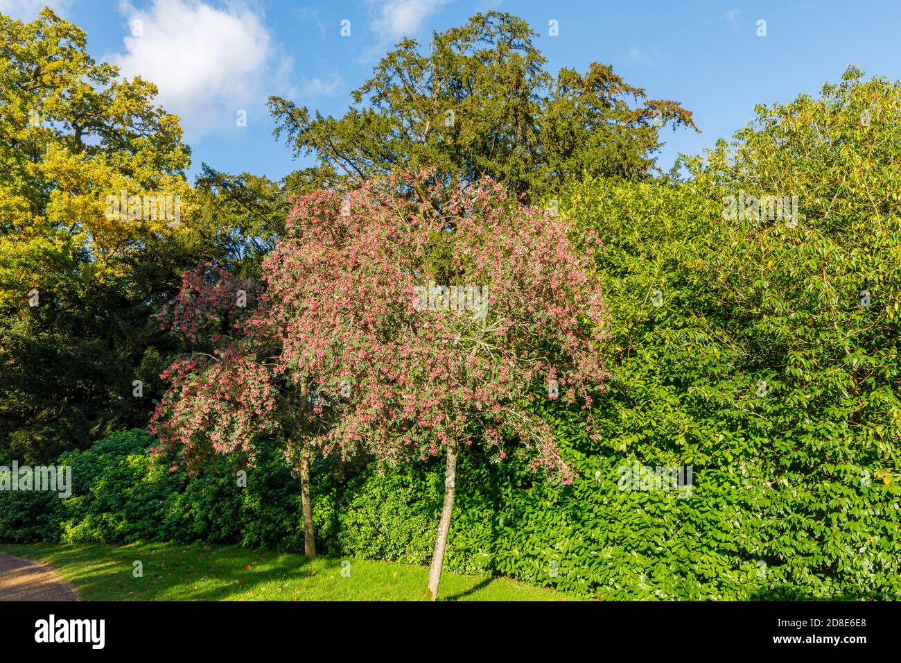 Sorbus Berries Tree Garden Uk High Resolution Stock Photography and ...