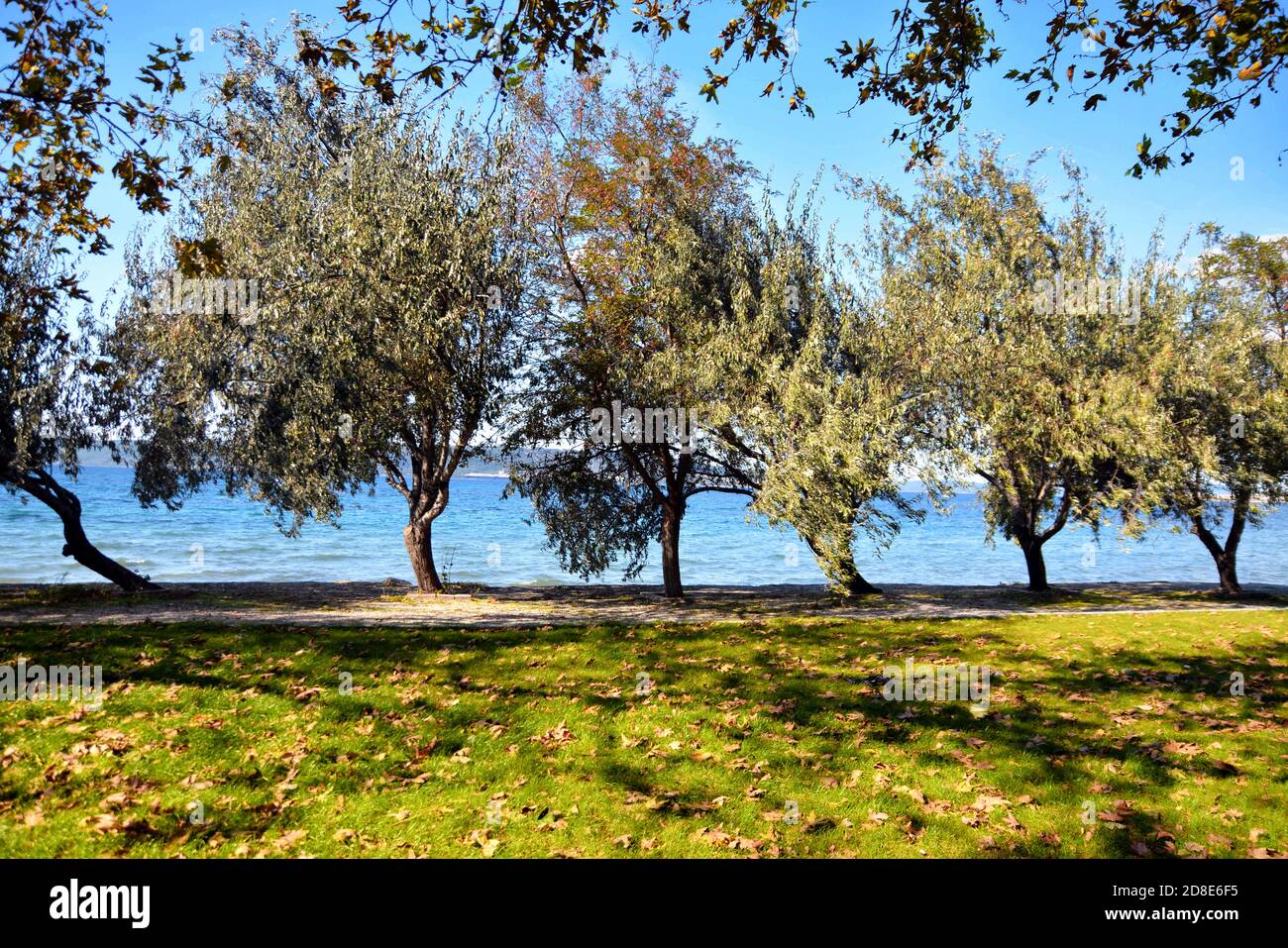 Lonely branchy oleaster trees against blue sky at seaside in fall ...