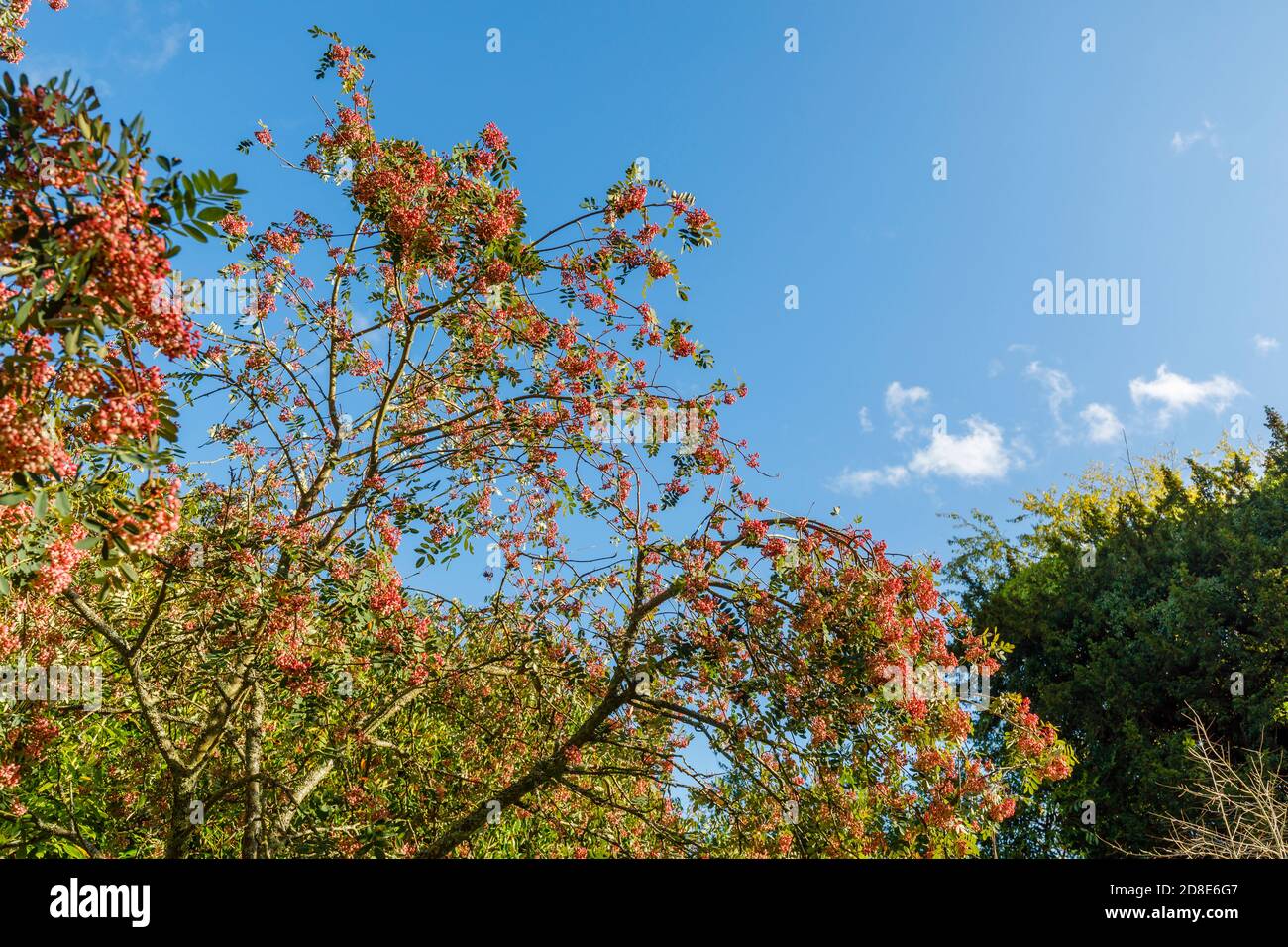 Pink berried rowan (mountain ash) tree, Sorbus vilmorinii, with ...