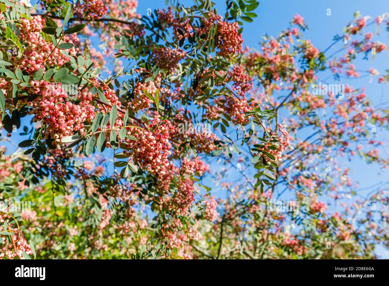 Pink berried rowan (mountain ash) tree, Sorbus vilmorinii, with ...